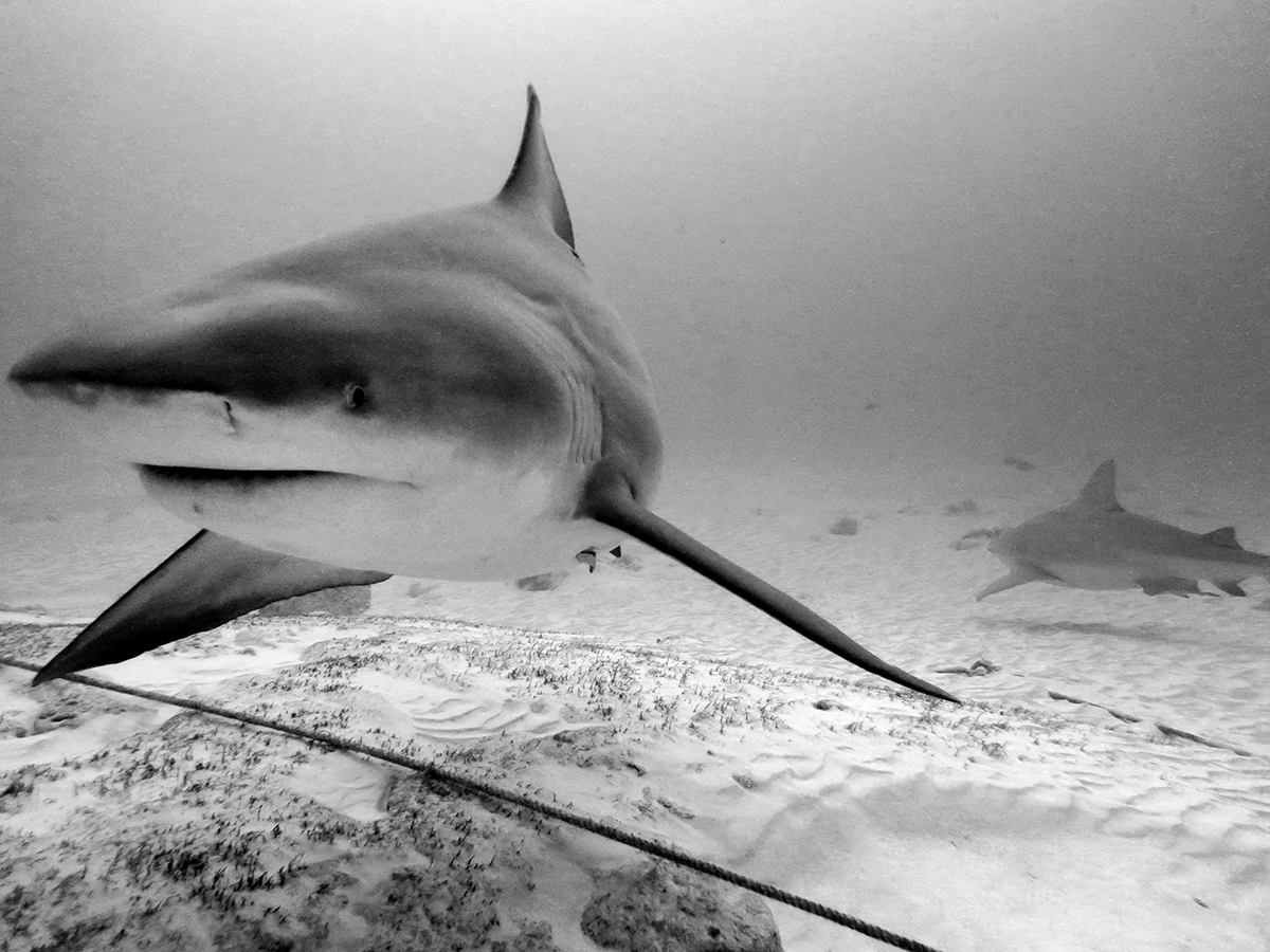 Buceo con tiburon toro en Playa del Carmen.............