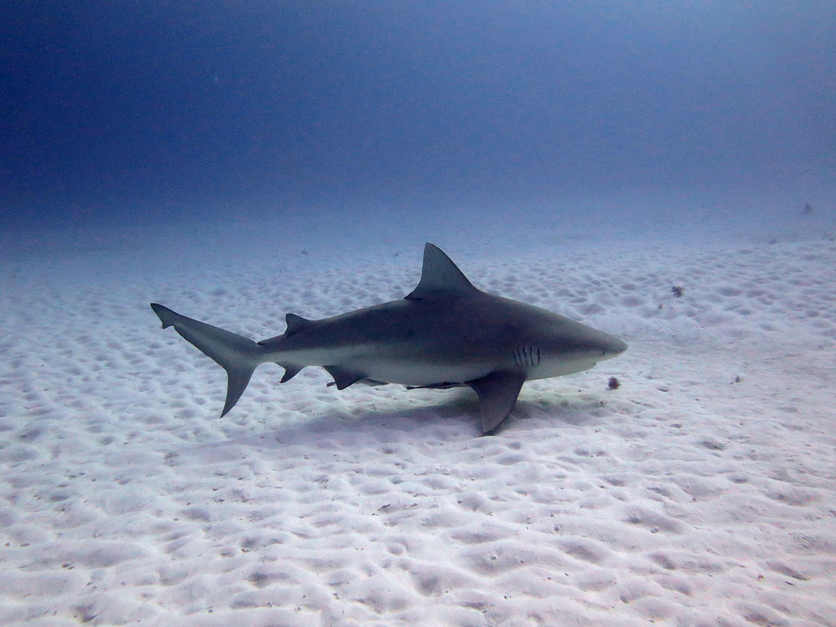 Buceo con tiburon toro en Playa del Carmen.............