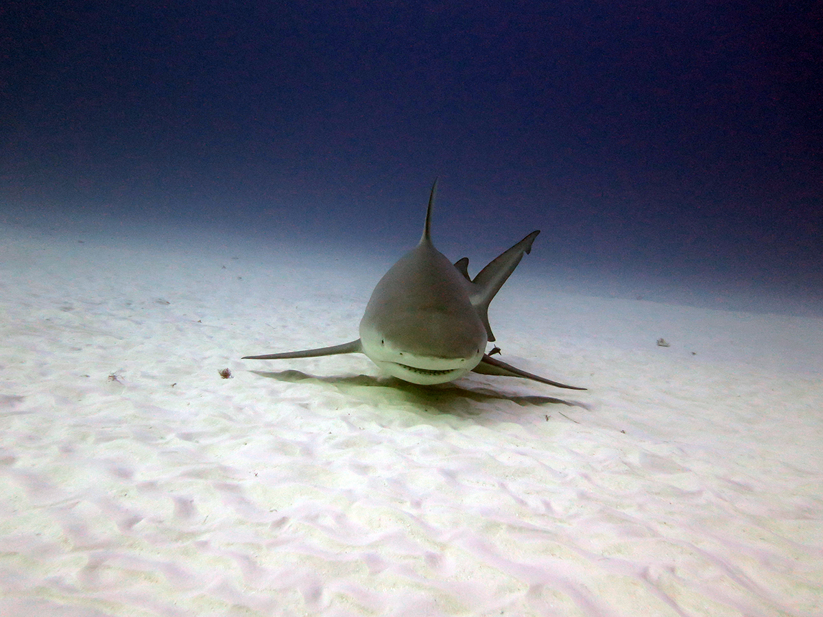 Buceo con tiburon toro en Playa del Carmen.............