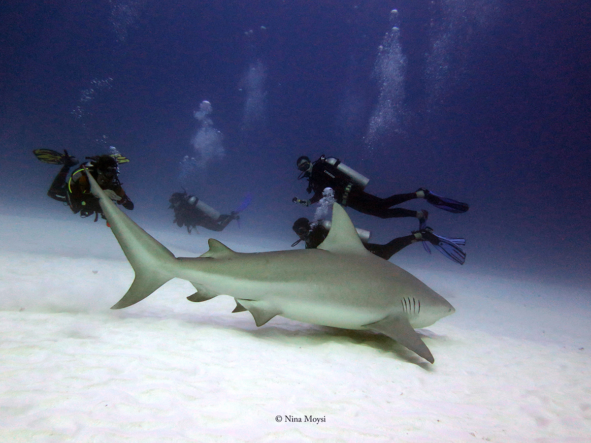 Buceo con tiburon toro en Playa del Carmen.............